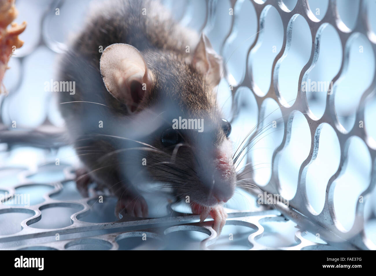rat in the caged Stock Photo - Alamy