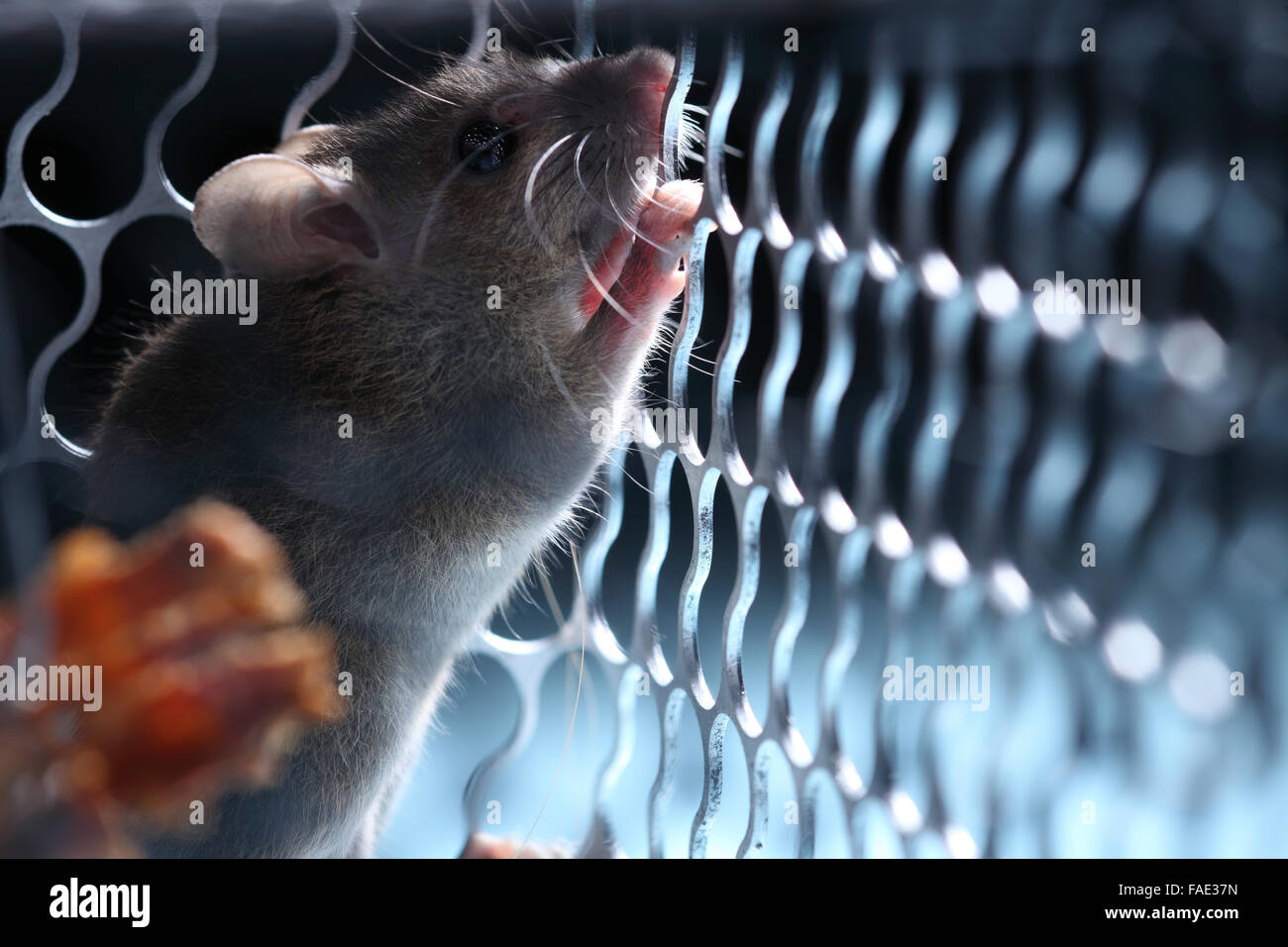 rat in the caged Stock Photo - Alamy