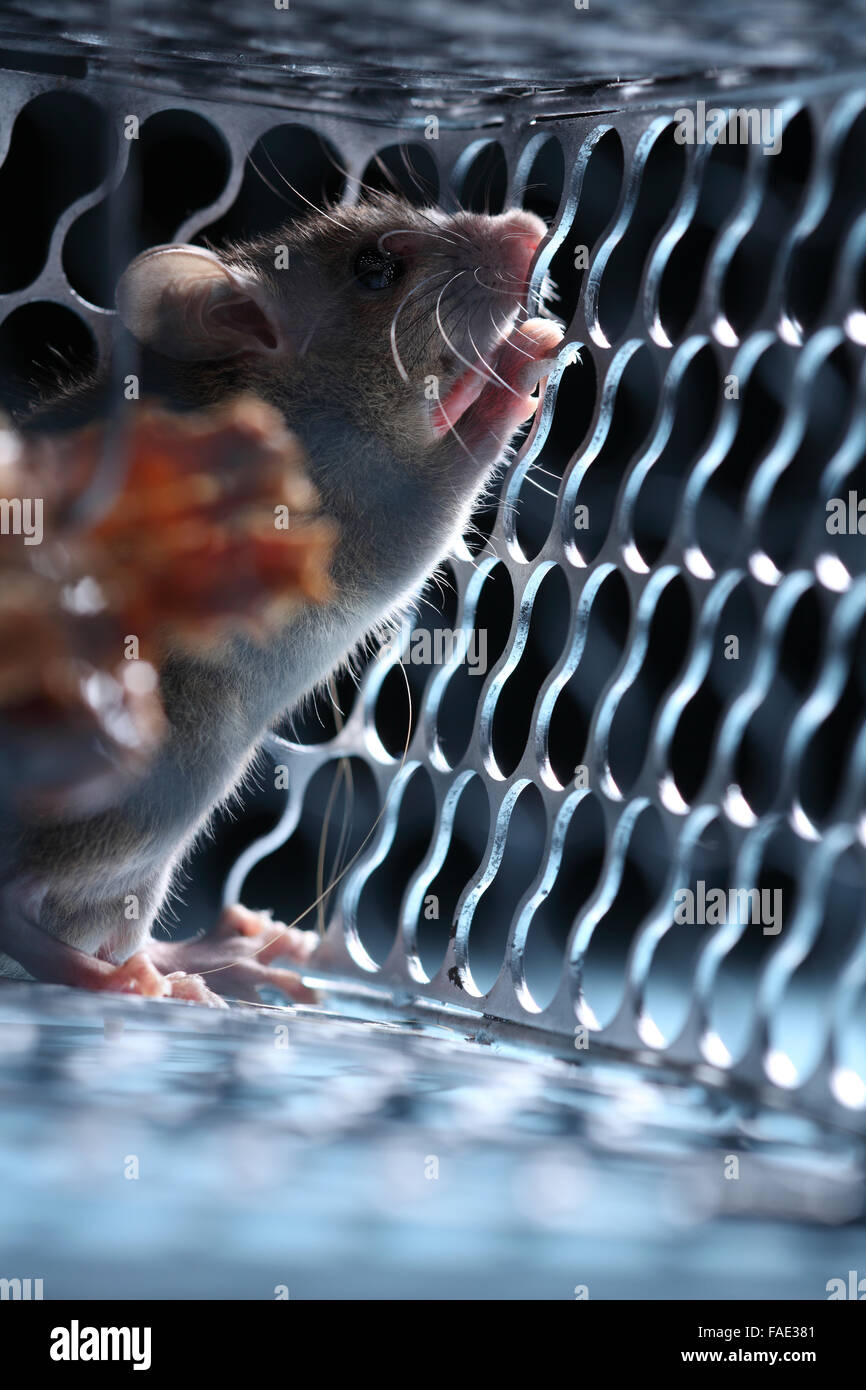 rat in the caged Stock Photo - Alamy
