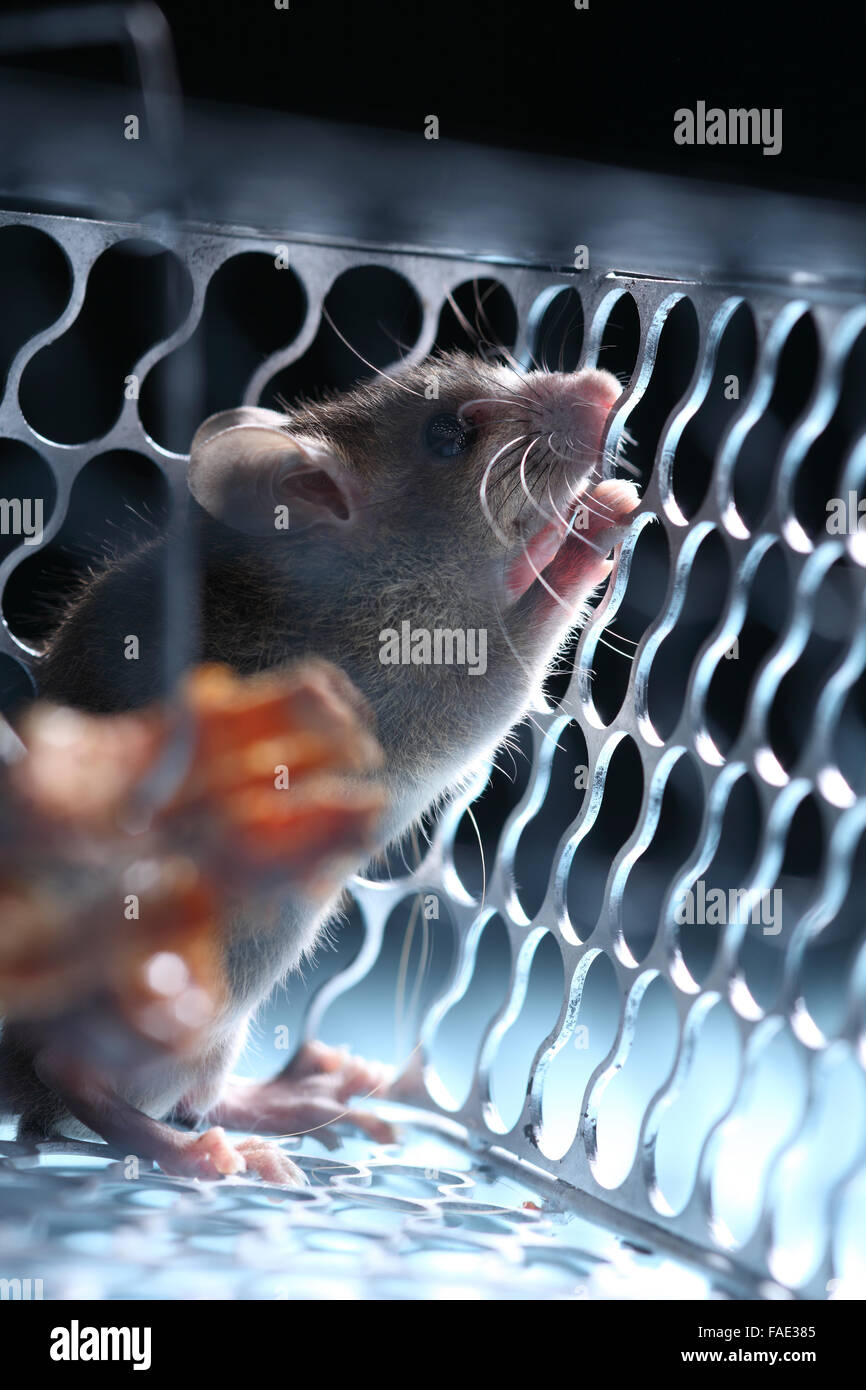 rat in the caged Stock Photo - Alamy