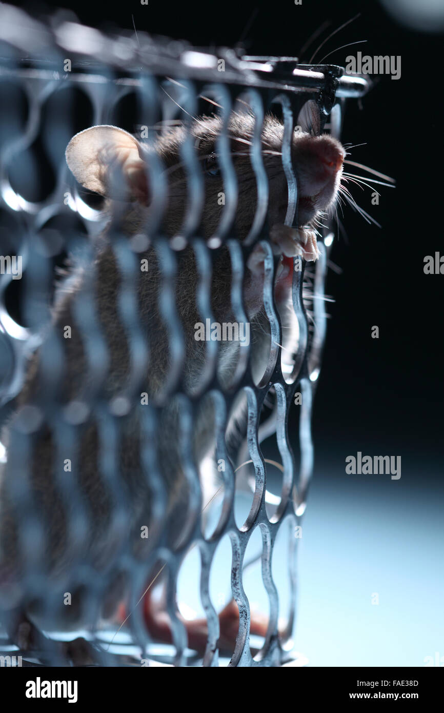 rat in the caged Stock Photo - Alamy