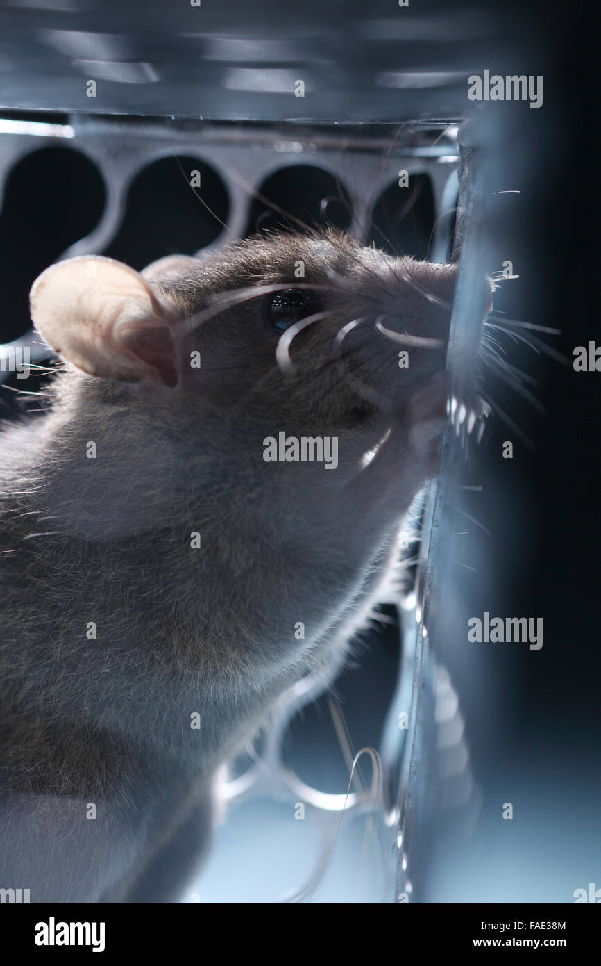 rat in the caged Stock Photo - Alamy