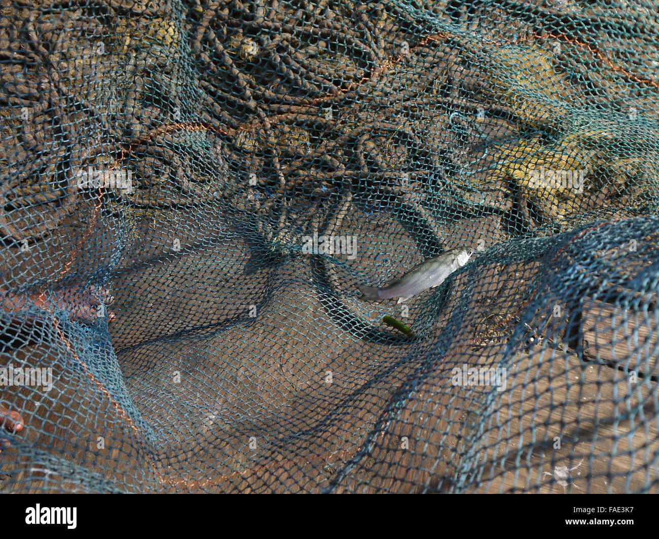 Small fish caught in blue fishing net surrounded by rope Stock Photo ...