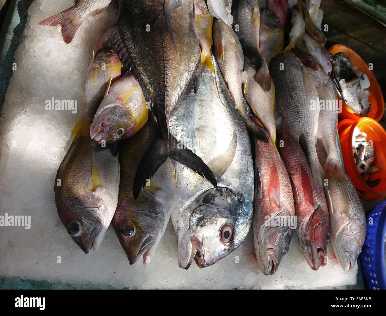 A display of fresh fish on ice - Kochi India Stock Photo - Alamy