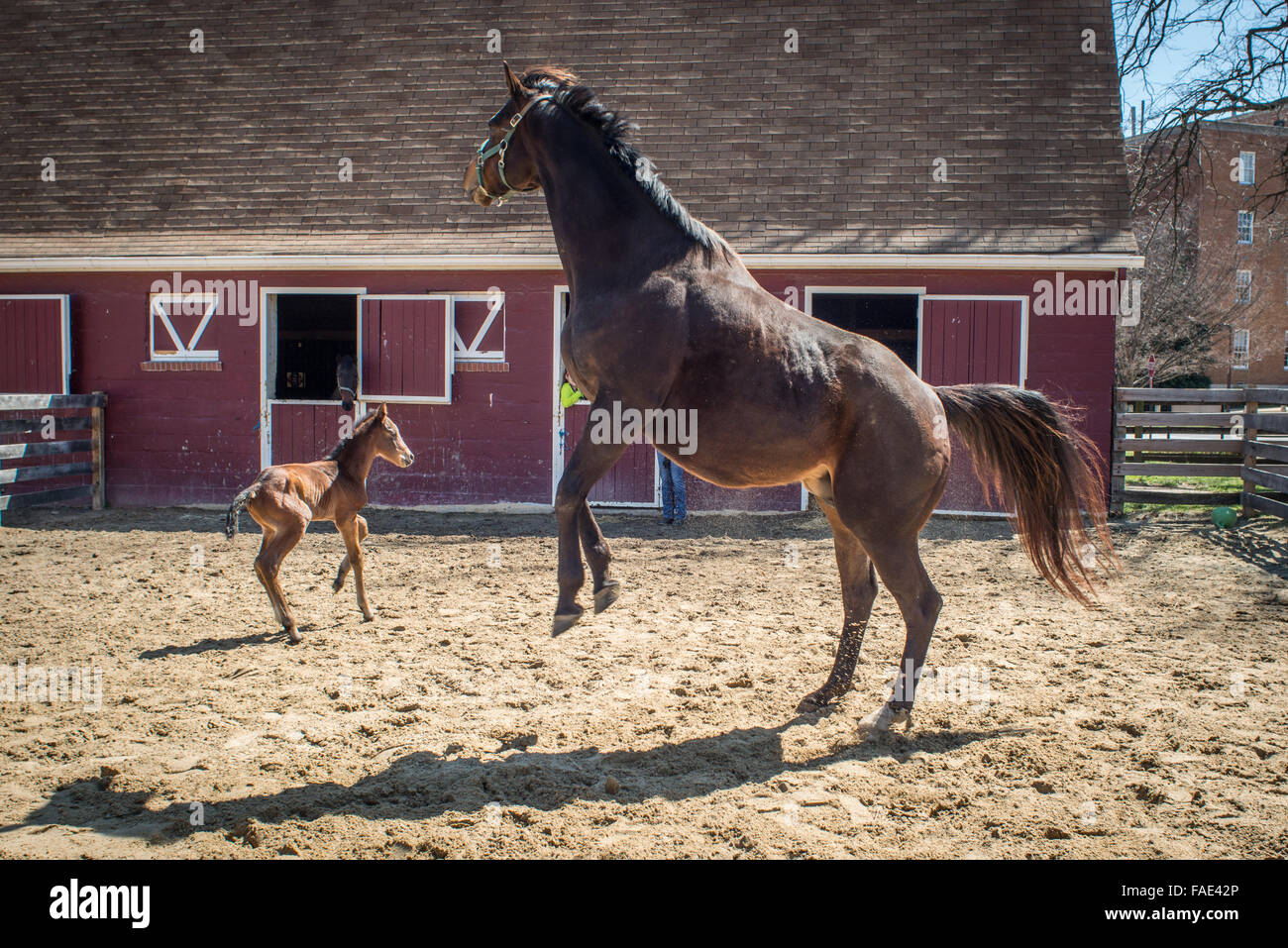 Foal behind mother hi-res stock photography and images - Alamy