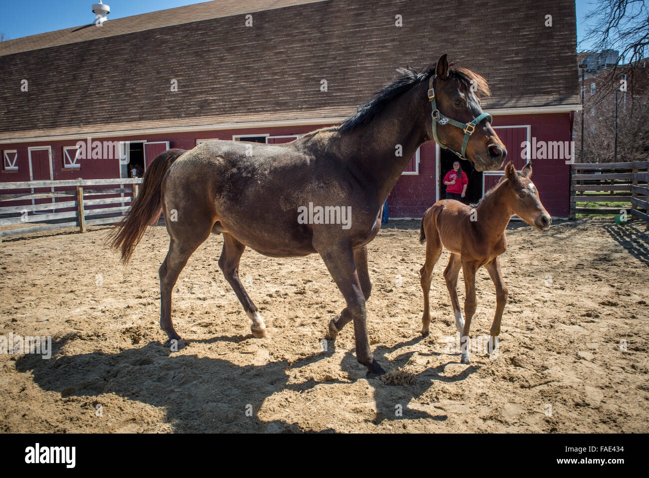 Foal behind mother hi-res stock photography and images - Alamy