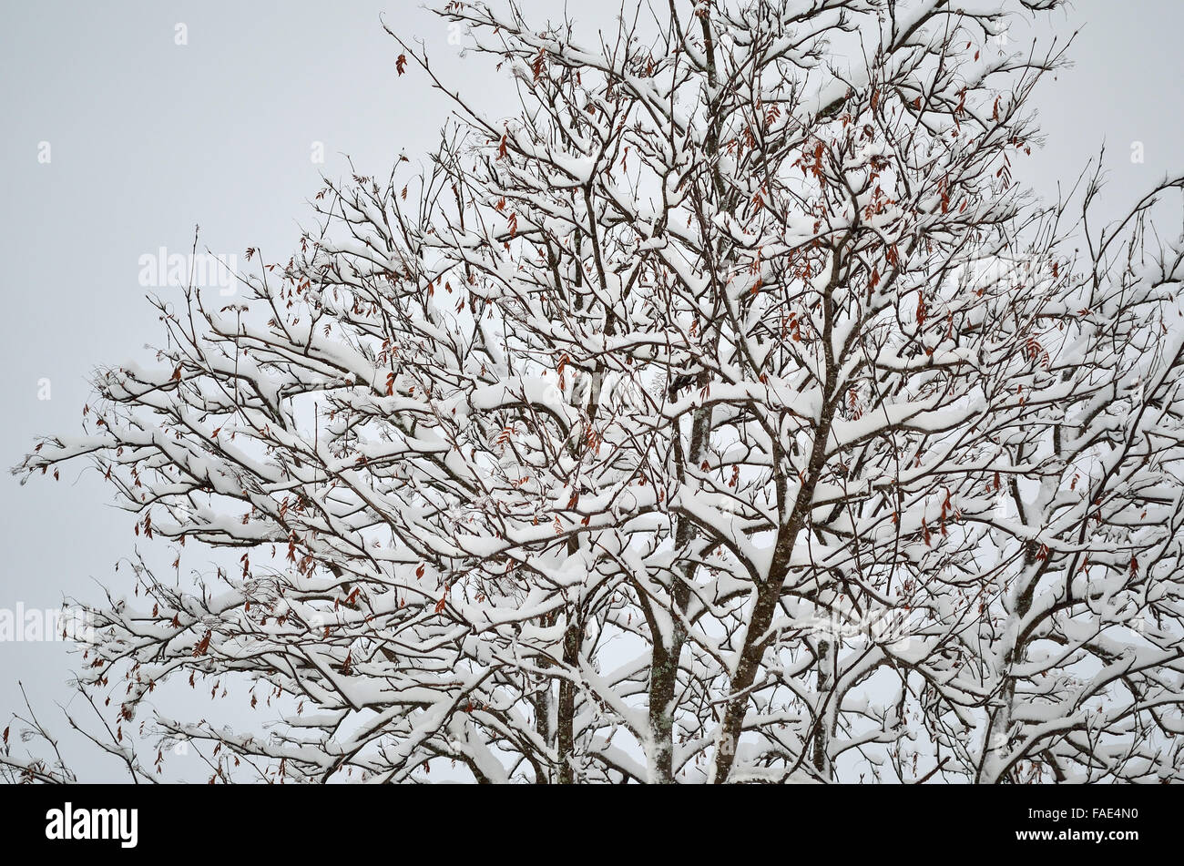 tall snow covered tree in winter Stock Photo - Alamy
