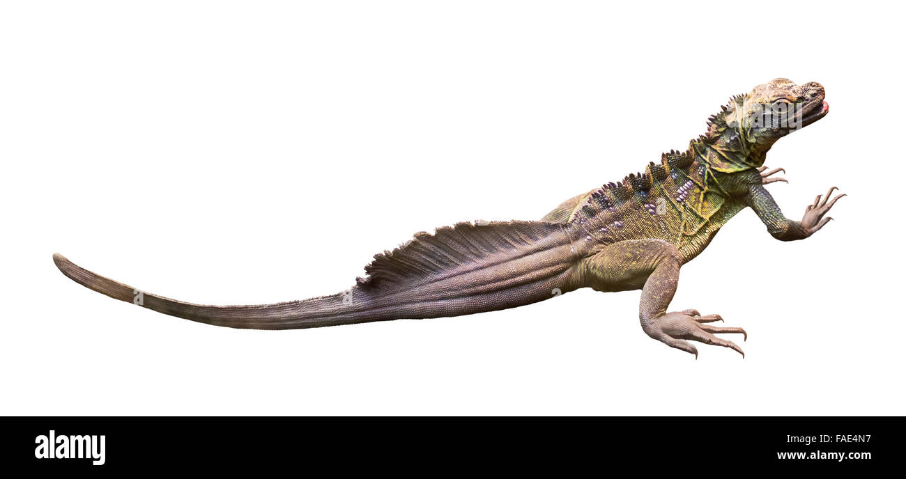 Philippine Sailfin Lizard (Hydrosaurus pustulatus). Isolated on white ...