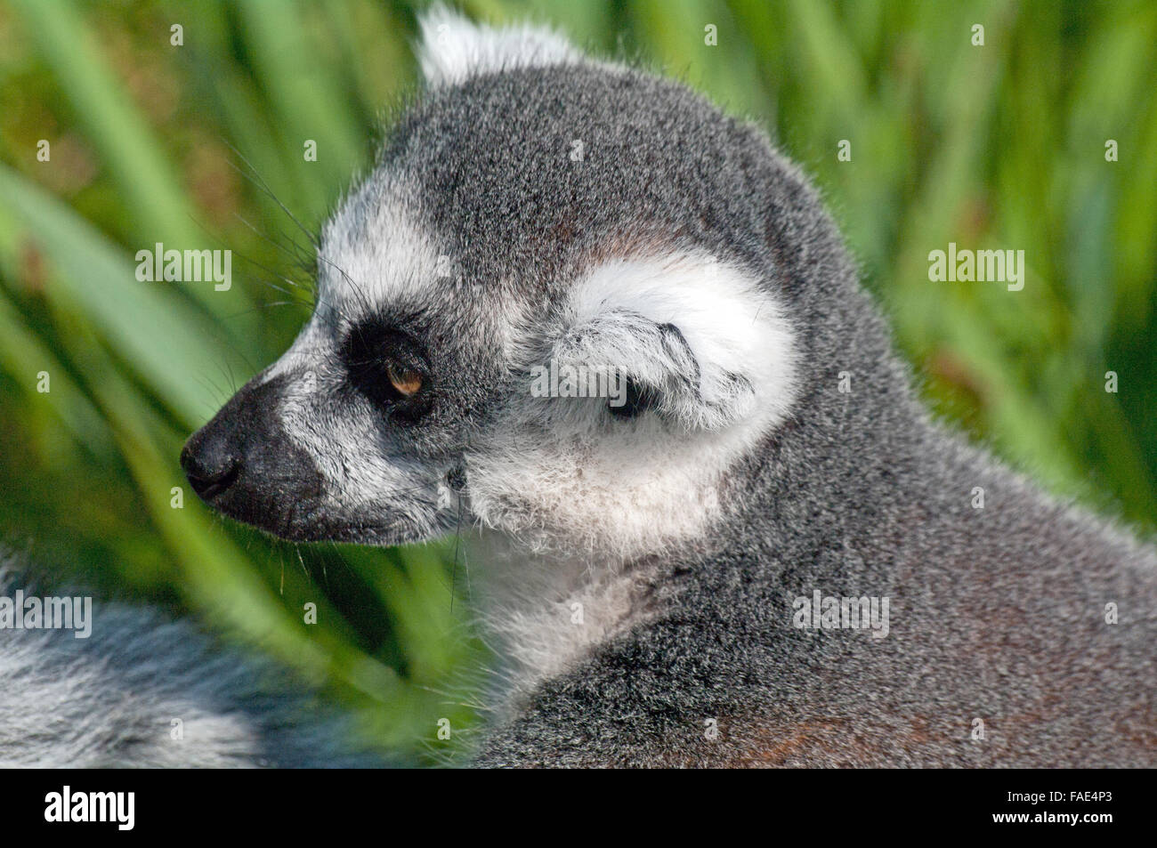 Ring-Tailed Lemur Head, Lemur Lemur Catta, Madagascar Stock Photo - Alamy