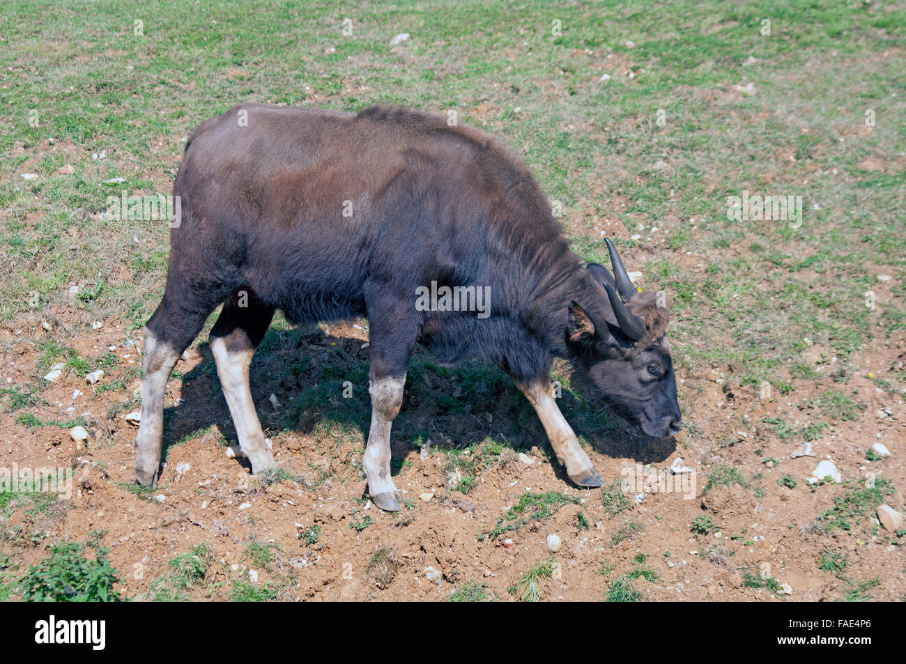 Seladang hi-res stock photography and images - Alamy
