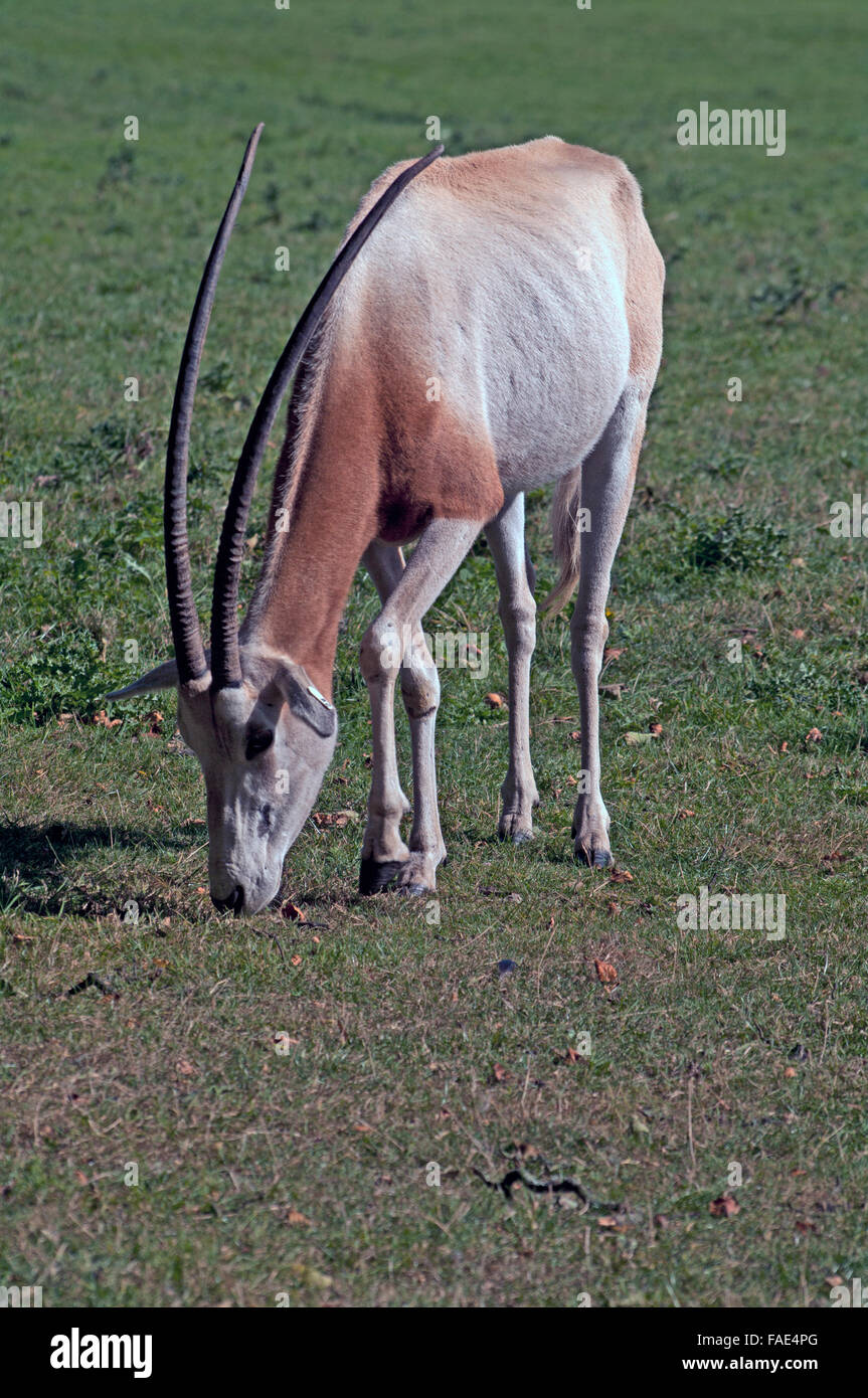 Scimitar animal hi-res stock photography and images - Alamy