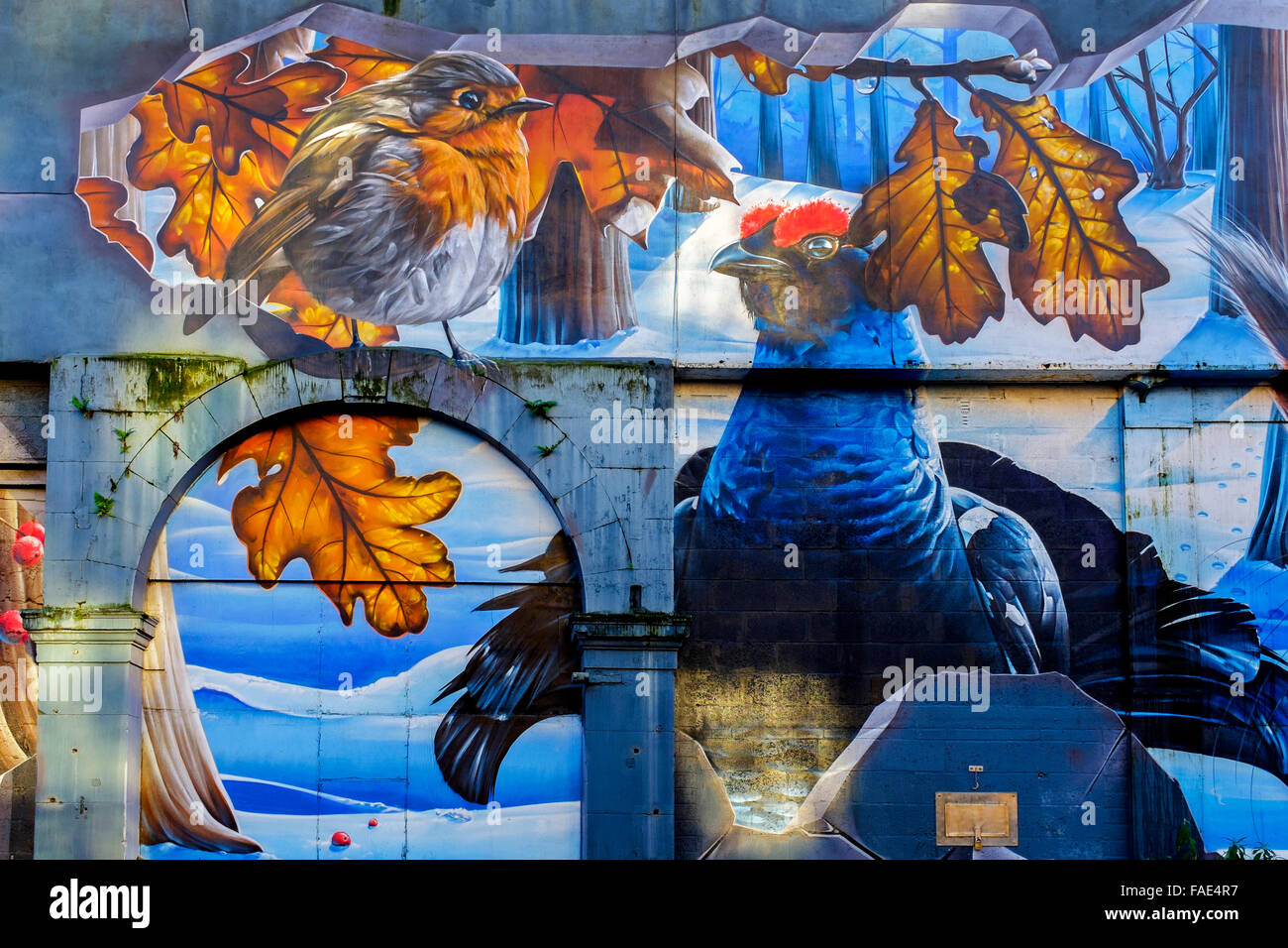 Urban art on a wall, of a robin and black grouse painted on an outside ...