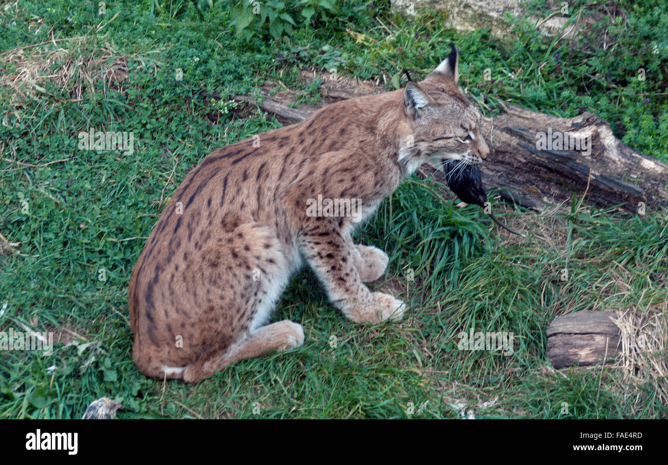 European Lynx, With Rat, Felis Lynx Stock Photo - Alamy