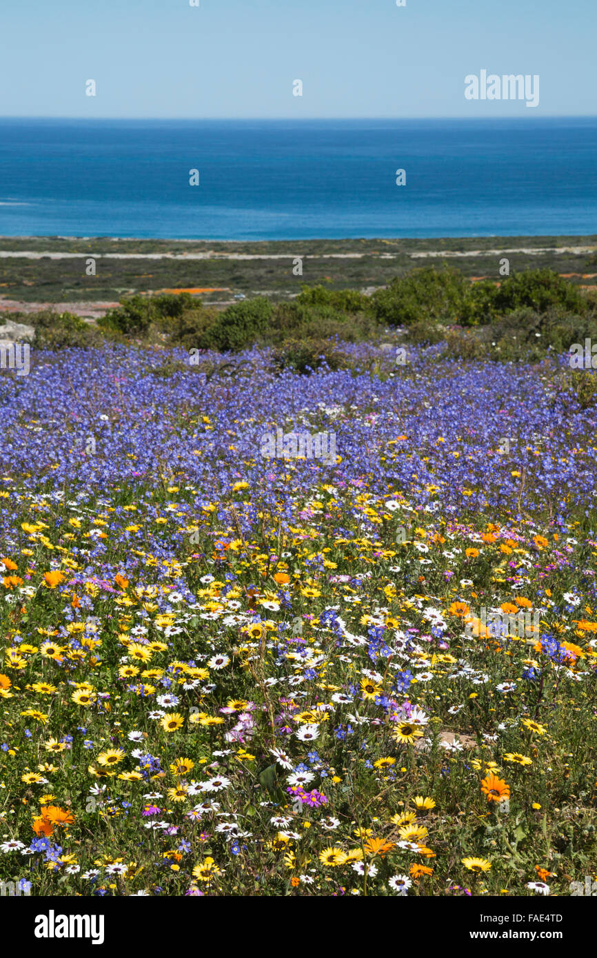 Spring wild flowers, Postberg section, West Coast National Park ...