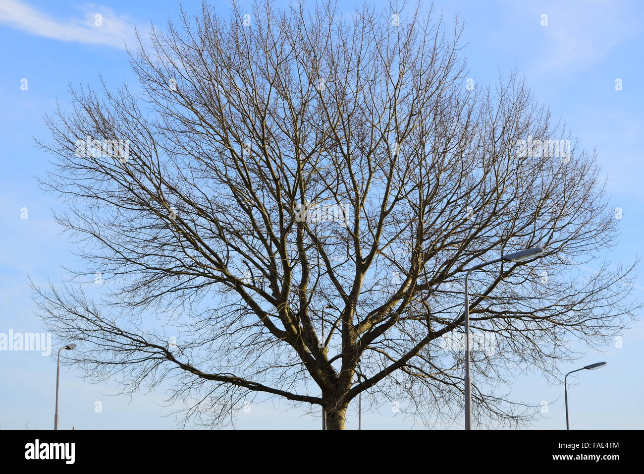 Single, stark tree against a light blue sky background Stock Photo - Alamy
