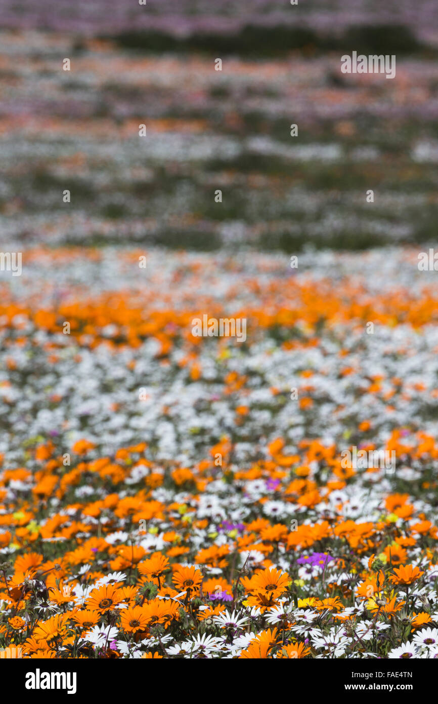 South african wild coast hi-res stock photography and images - Alamy