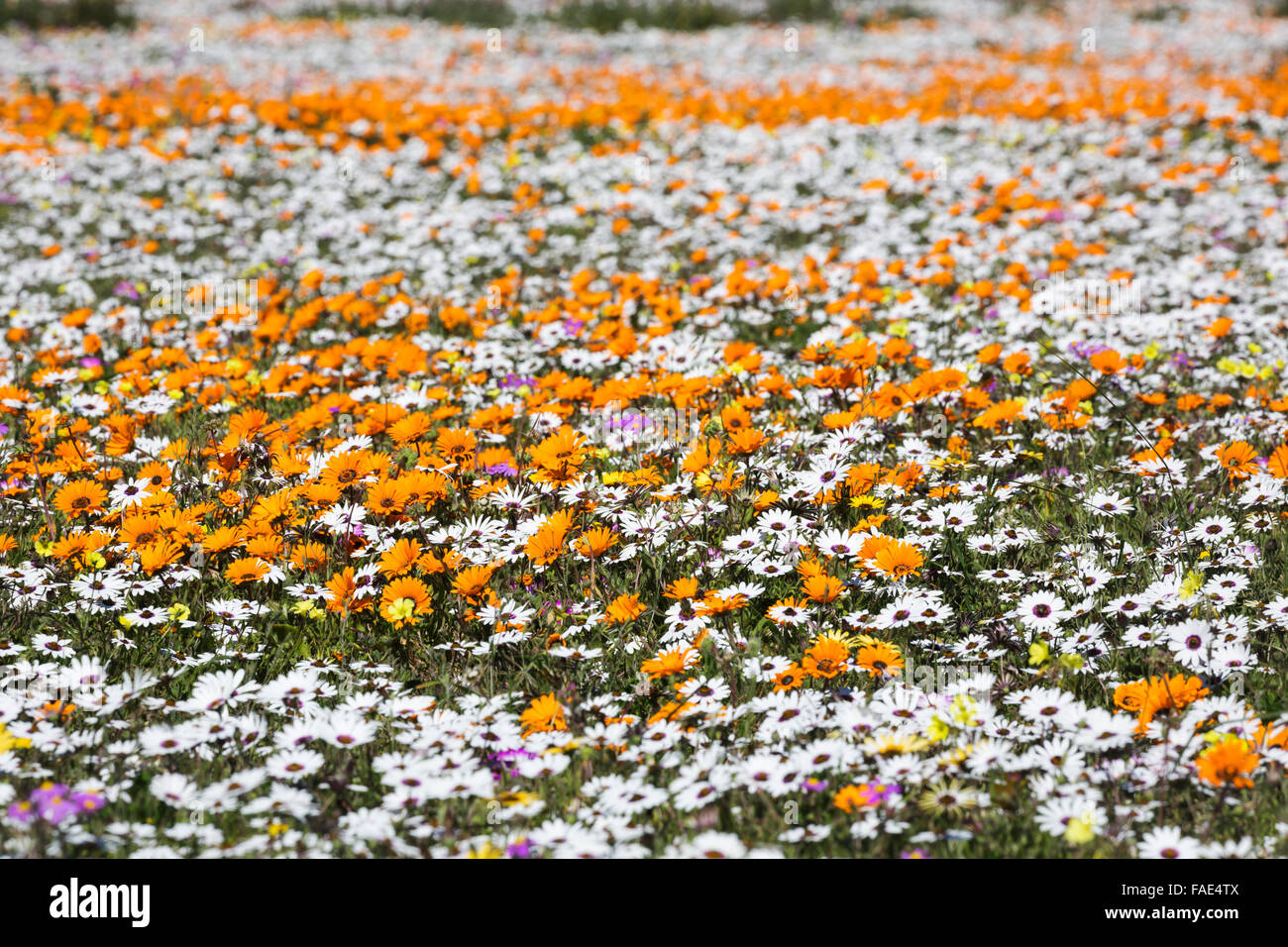 South african wild coast hi-res stock photography and images - Alamy
