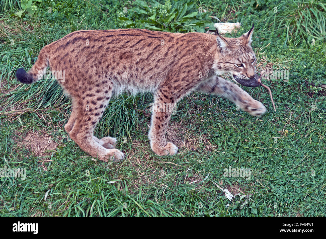 European Lynx Kitten with Rat in Mouth, Felis Lynx Stock Photo - Alamy