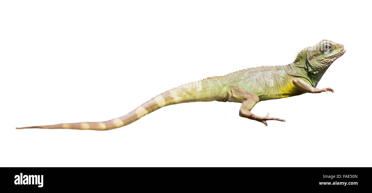 Chinese water dragon (Physignathus cocincinus). Isolated over white ...