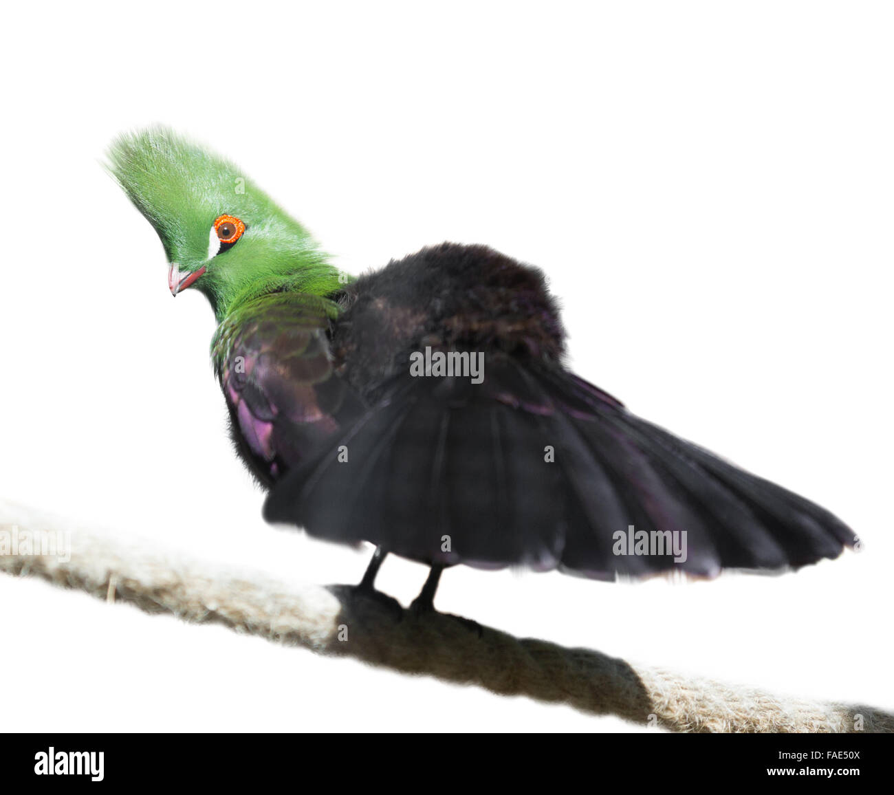 Guinea turaco (Tauraco persa) over white background Stock Photo - Alamy
