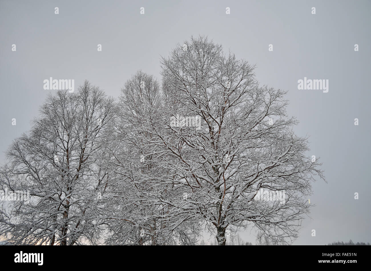 tall snow covered tree in winter Stock Photo - Alamy