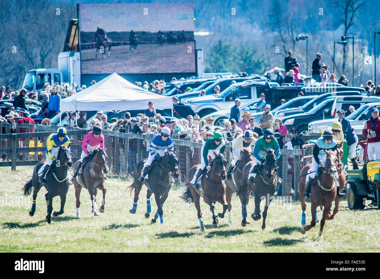 Horses racing at Manor Races 2015 Stock Photo - Alamy