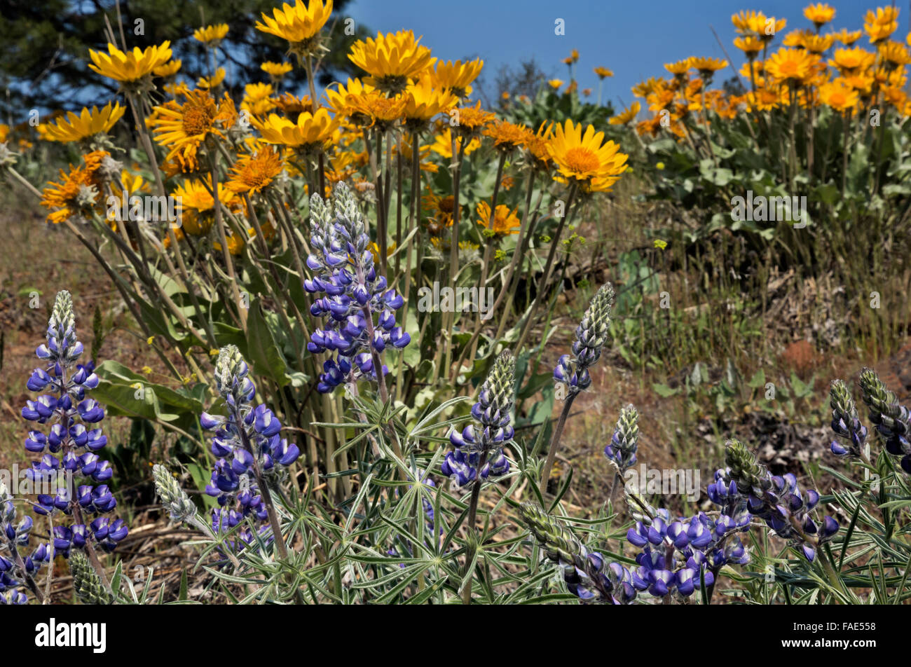 WASHINGTON - Lupine blooming with the balsamroot along the Colockum ...