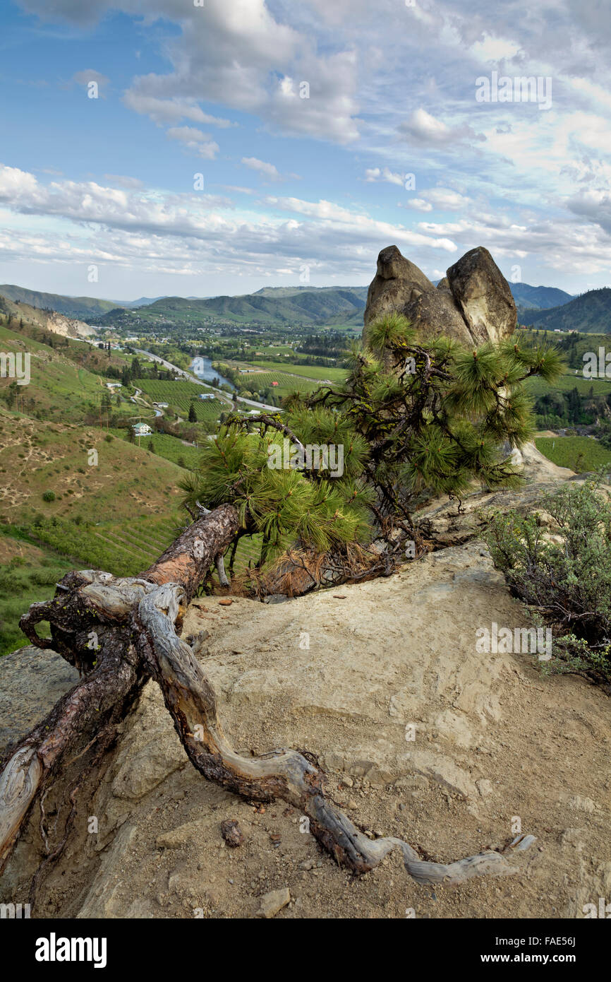 Pine tree growing out rock hi-res stock photography and images - Alamy