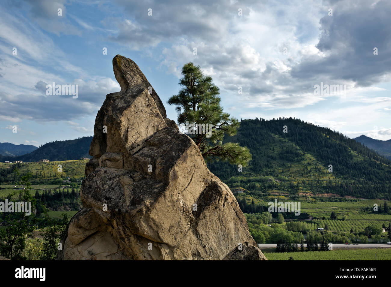 WASHINGTON - Pine tree growing out of a crack in the sandstone spire at ...