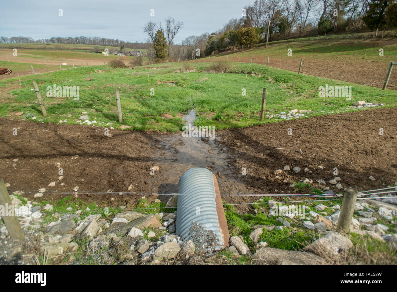 Cow stream crossing Stock Photo - Alamy