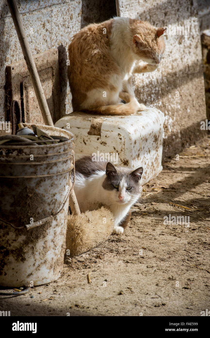 Baby Barn Cats