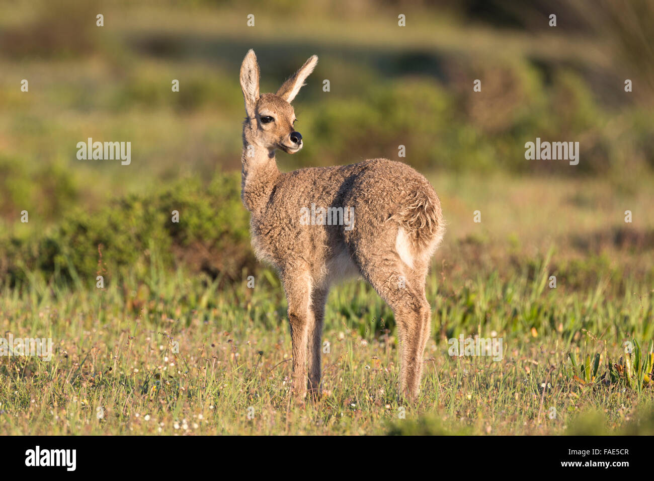 Vaal Rhebok Stock Photos & Vaal Rhebok Stock Images - Alamy
