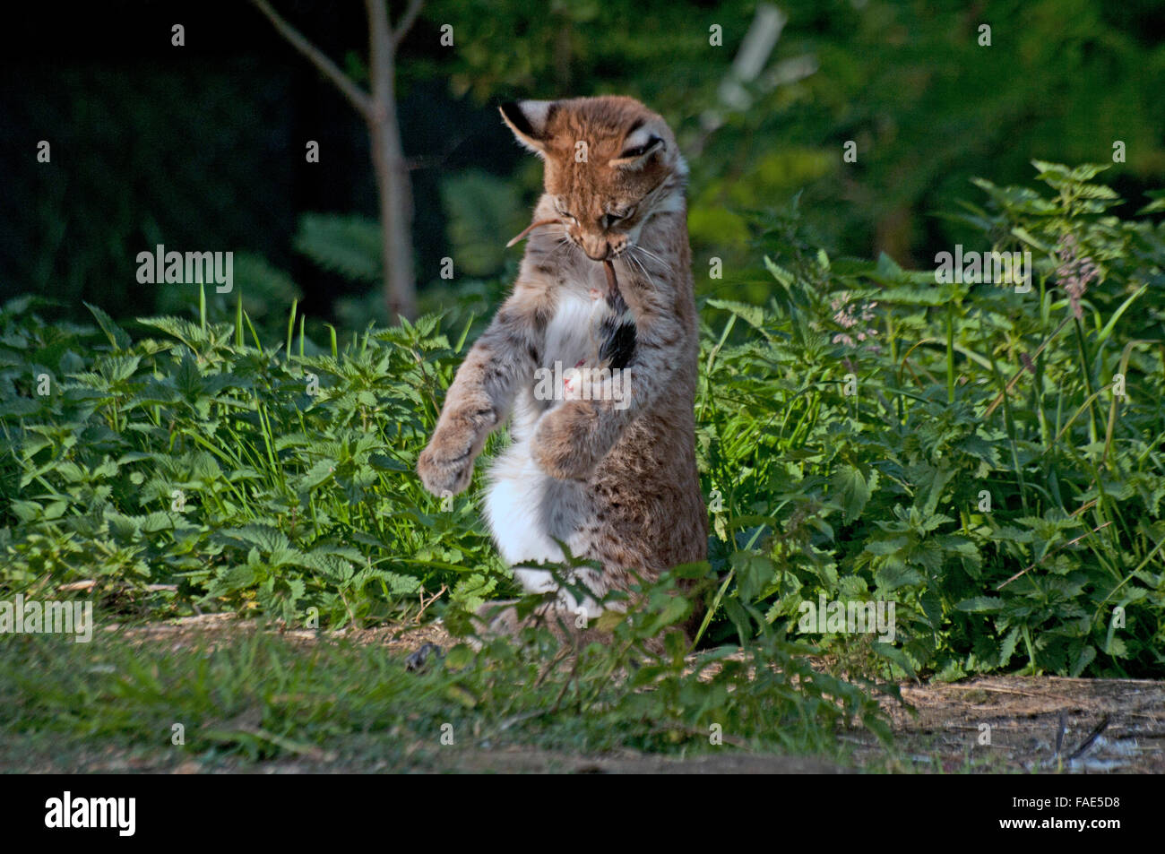 Lynx kitten hi-res stock photography and images - Alamy