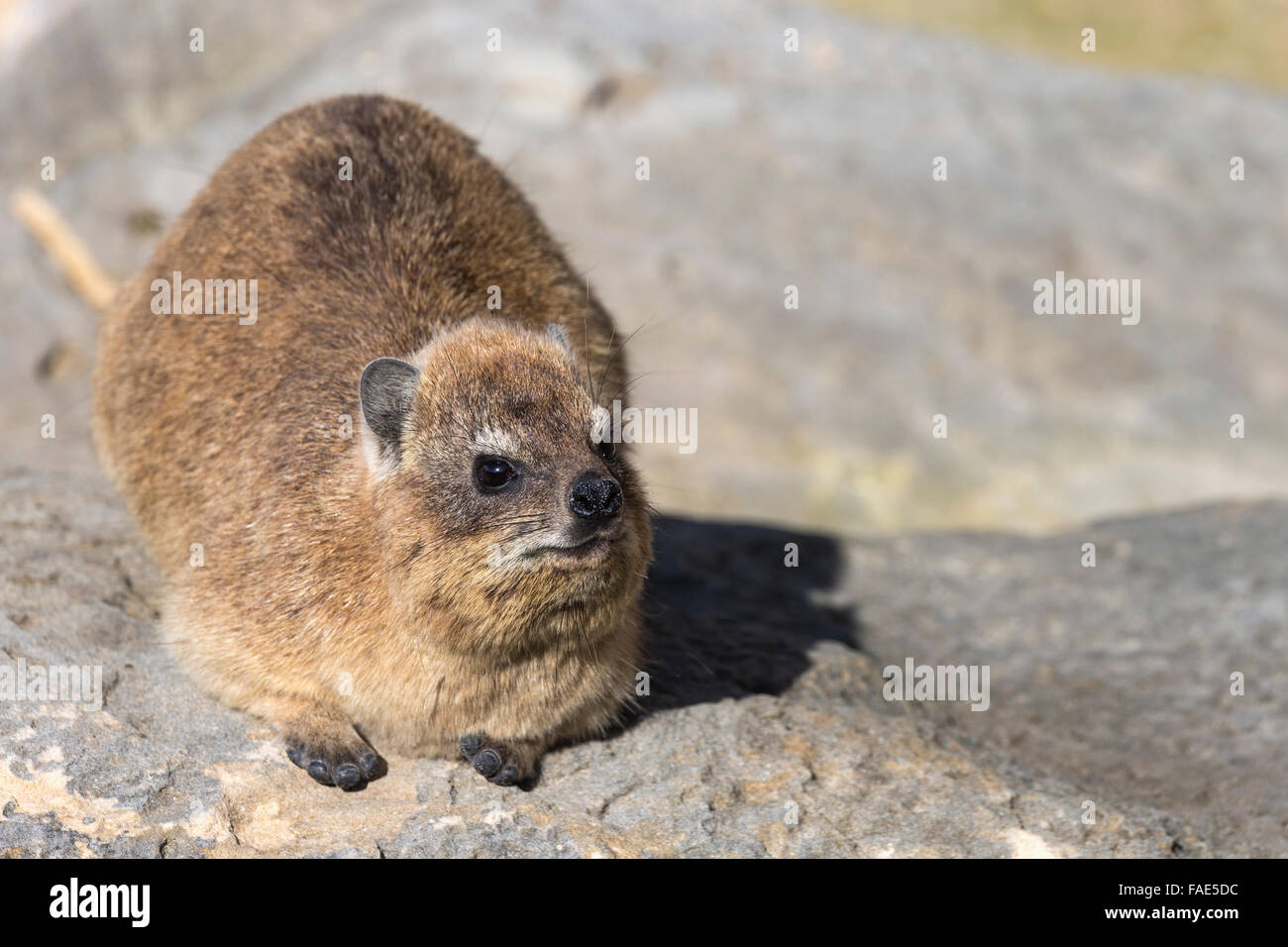 Dassie hi-res stock photography and images - Alamy