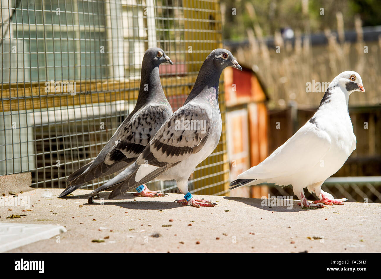 The Three Pigeons High Resolution Stock Photography and Images - Alamy