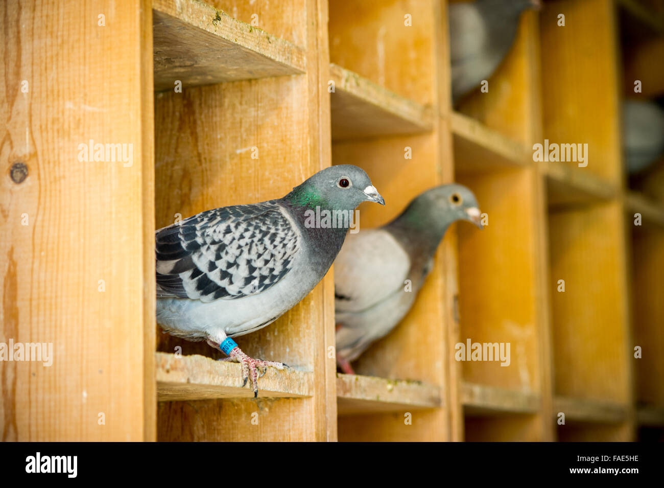 Racing pigeon hi-res stock photography and images - Alamy