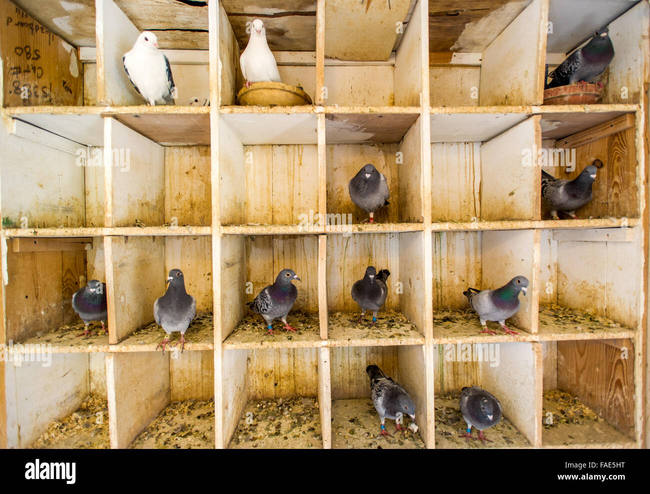 Pigeons inside of wood cubbies Stock Photo - Alamy