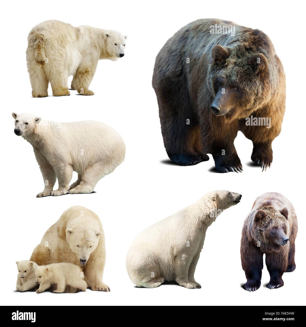 Set of bears over white background with shadows Stock Photo - Alamy