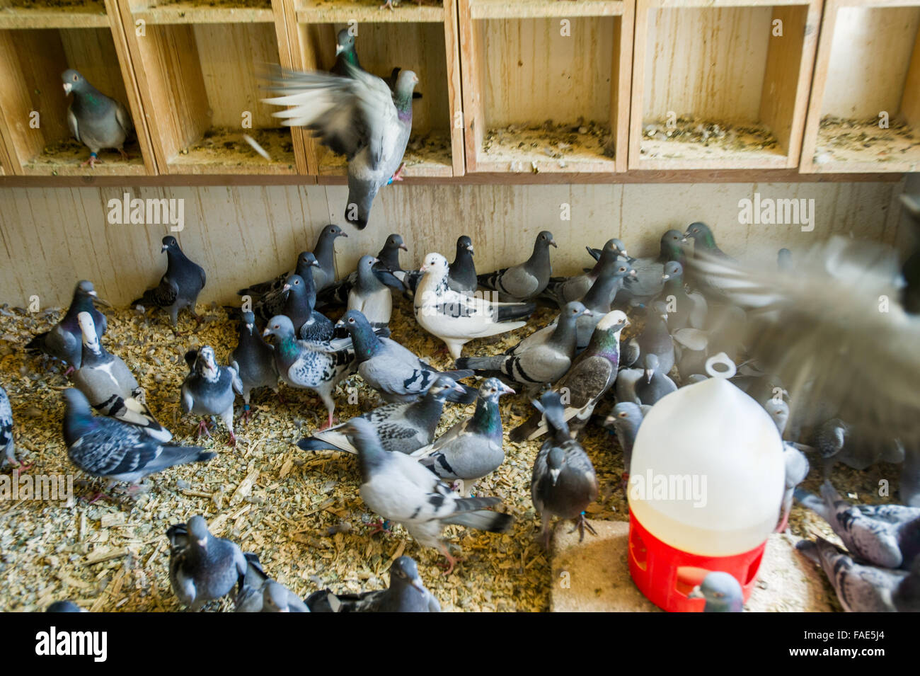 Cubbies hi-res stock photography and images - Alamy