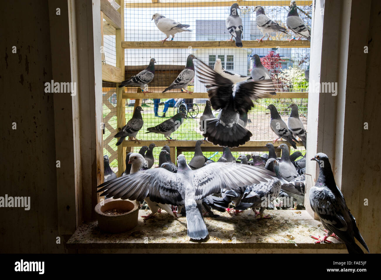 Pigeons inside of pigeon house Stock Photo - Alamy
