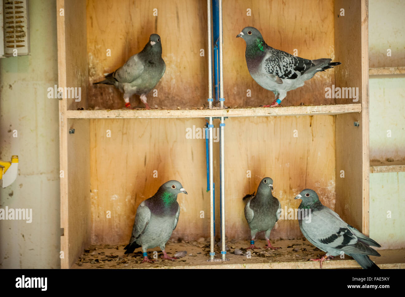 Pigeons in a barn Stock Photo - Alamy
