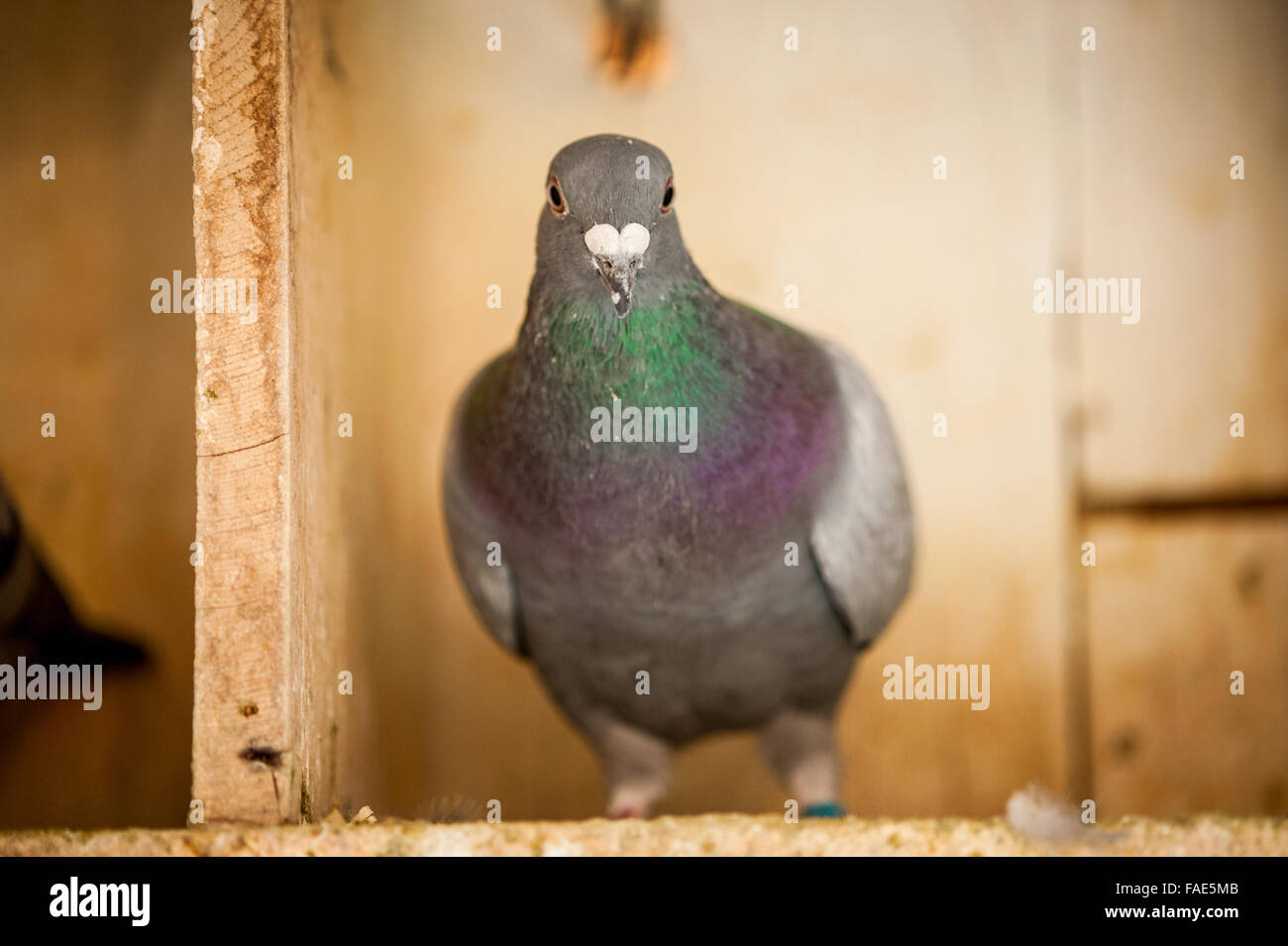 Pigeons in a barn Stock Photo - Alamy