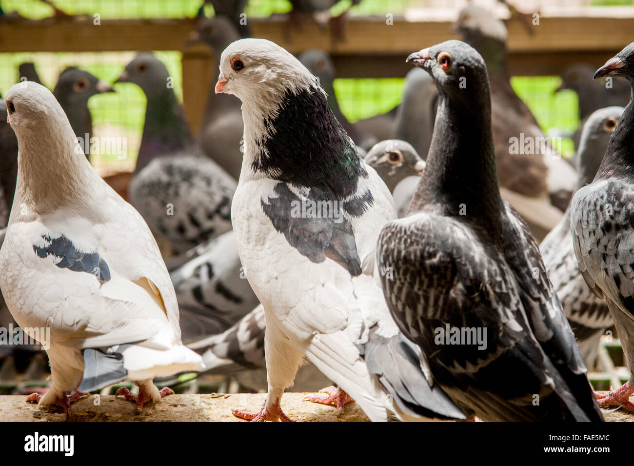 Pigeons in a barn Stock Photo - Alamy