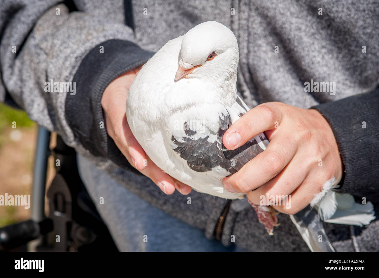 Bird pigeon man hi-res stock photography and images - Alamy