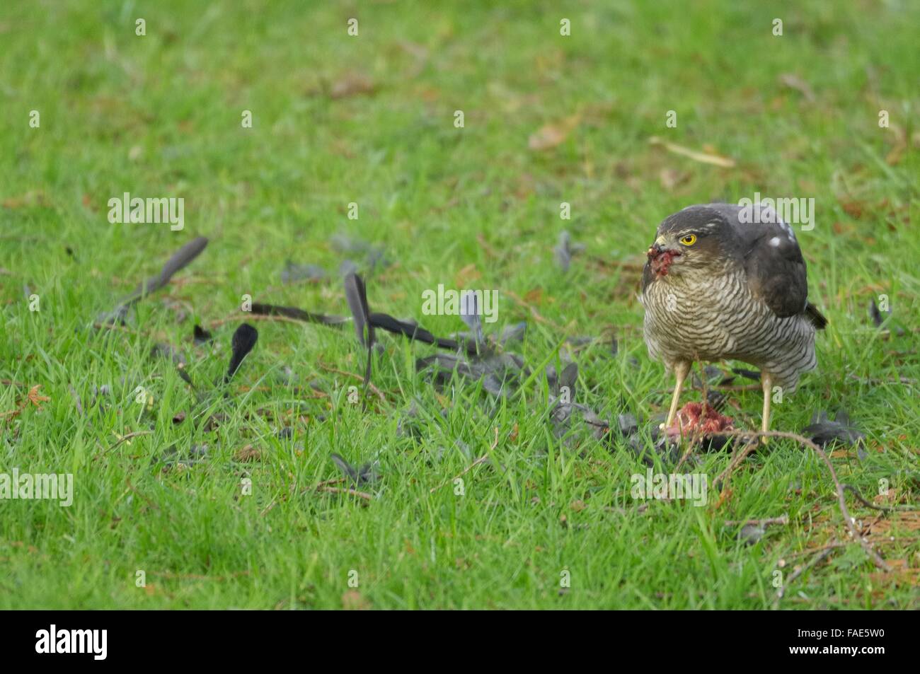 European sparrow hawk - Eurasian sparrow hawk (Accipiter nisus ...
