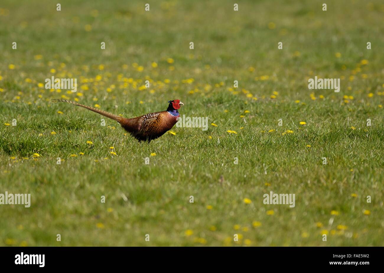 Common pheasant - Ring-necked pheasant (Phasianus colchicus) male ...
