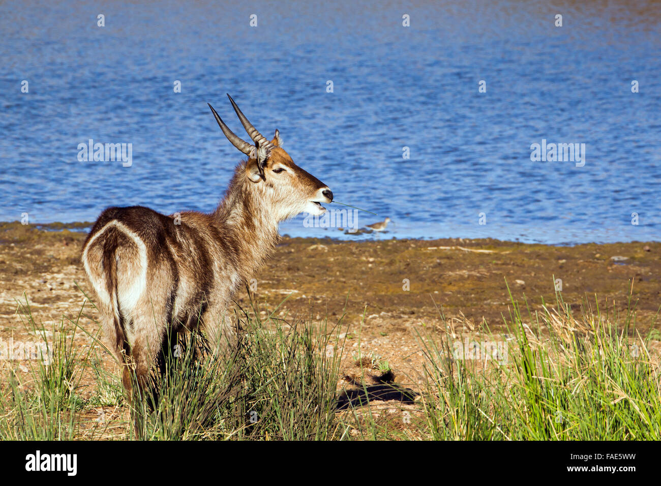 Waterbuck Specie Kobus ellipsiprymnus family of bovidae Stock Photo - Alamy