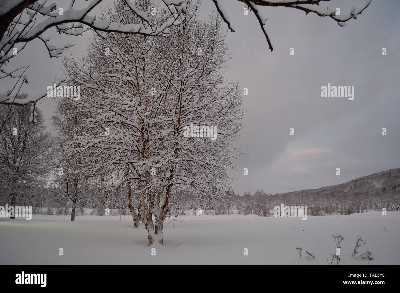 tall snow covered tree in winter Stock Photo - Alamy