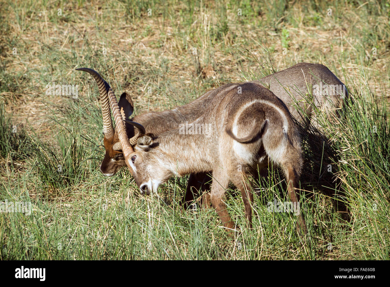 Waterbuck Specie Kobus ellipsiprymnus family of bovidae Stock Photo - Alamy