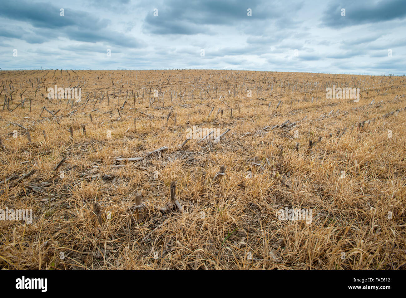 Cover crop hi-res stock photography and images - Alamy
